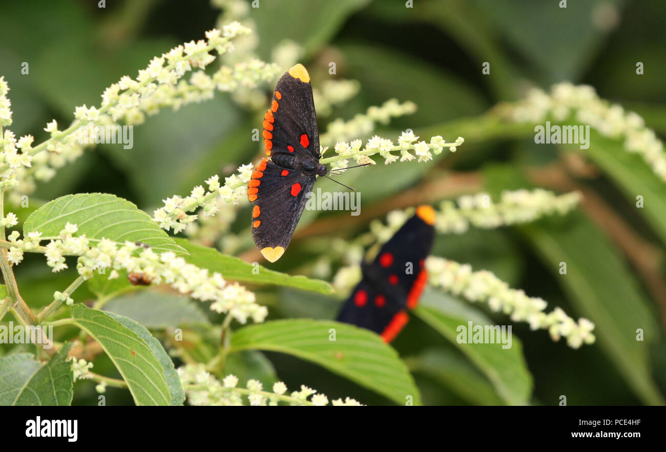 Beautiful Red Bordered Pixie butterfly feeding in a flowering tree ...