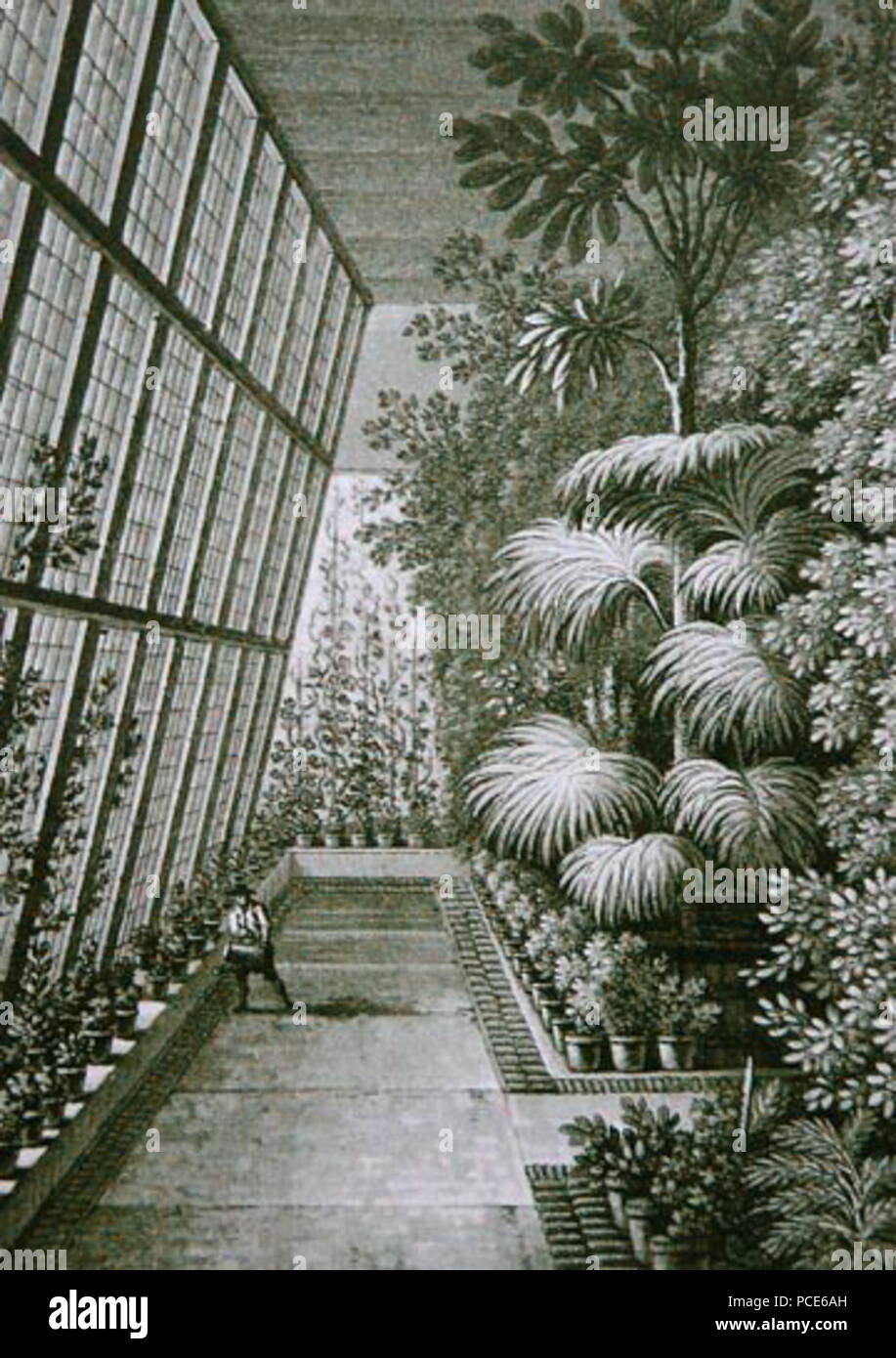 Garden plant engraving hi-res stock photography and images - Alamy