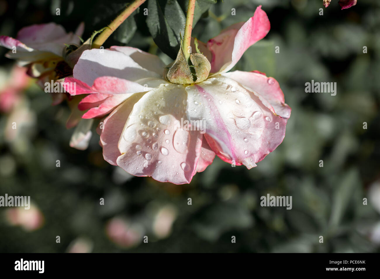 Blooming beautiful colorful rose in garden nature background Stock ...