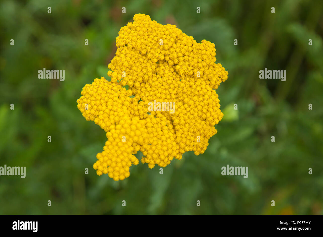 natural macro flowering yellow yarrow background Stock Photo - Alamy