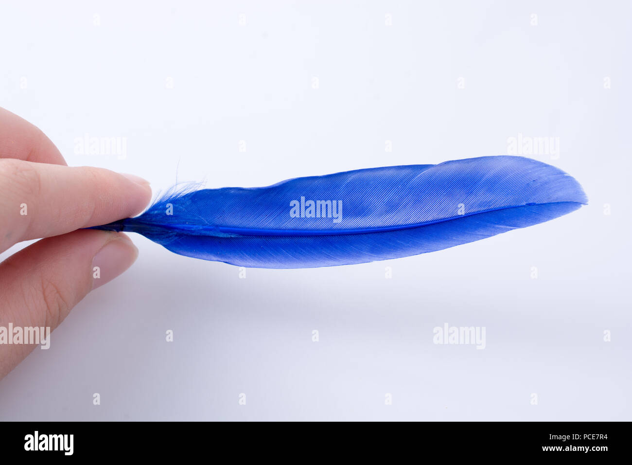 Bright colored feather in hand on white background Stock Photo - Alamy