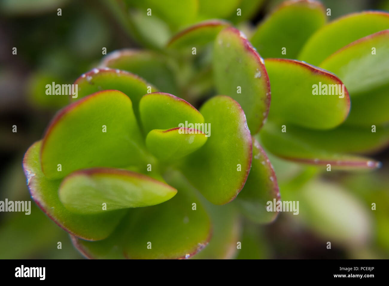 Vivid green fat plant with red edges Stock Photo - Alamy