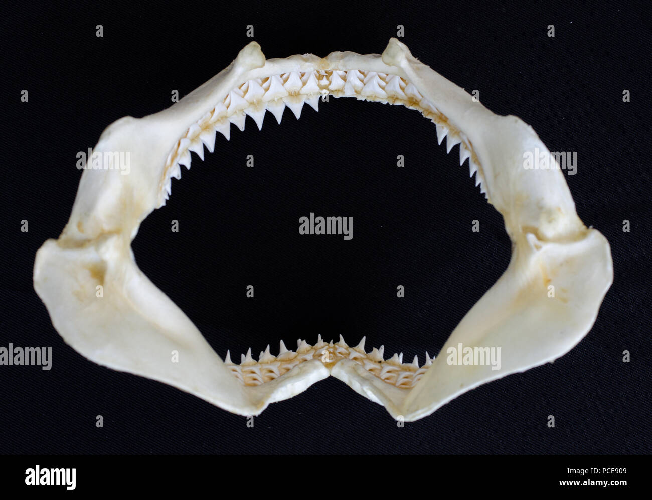 Bluntnose sixgill shark hi-res stock photography and images - Alamy