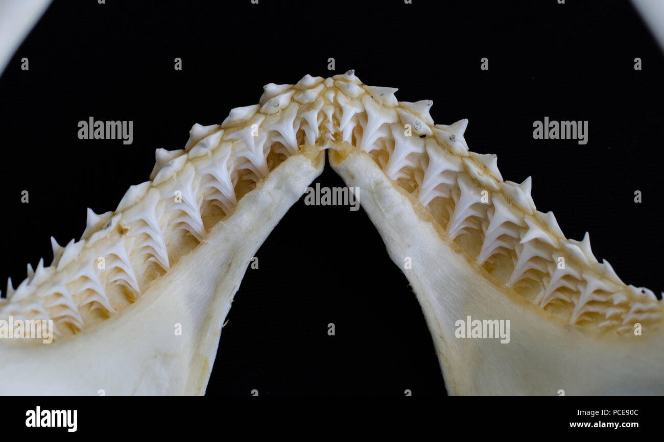 Shark jaw on black background Stock Photo - Alamy