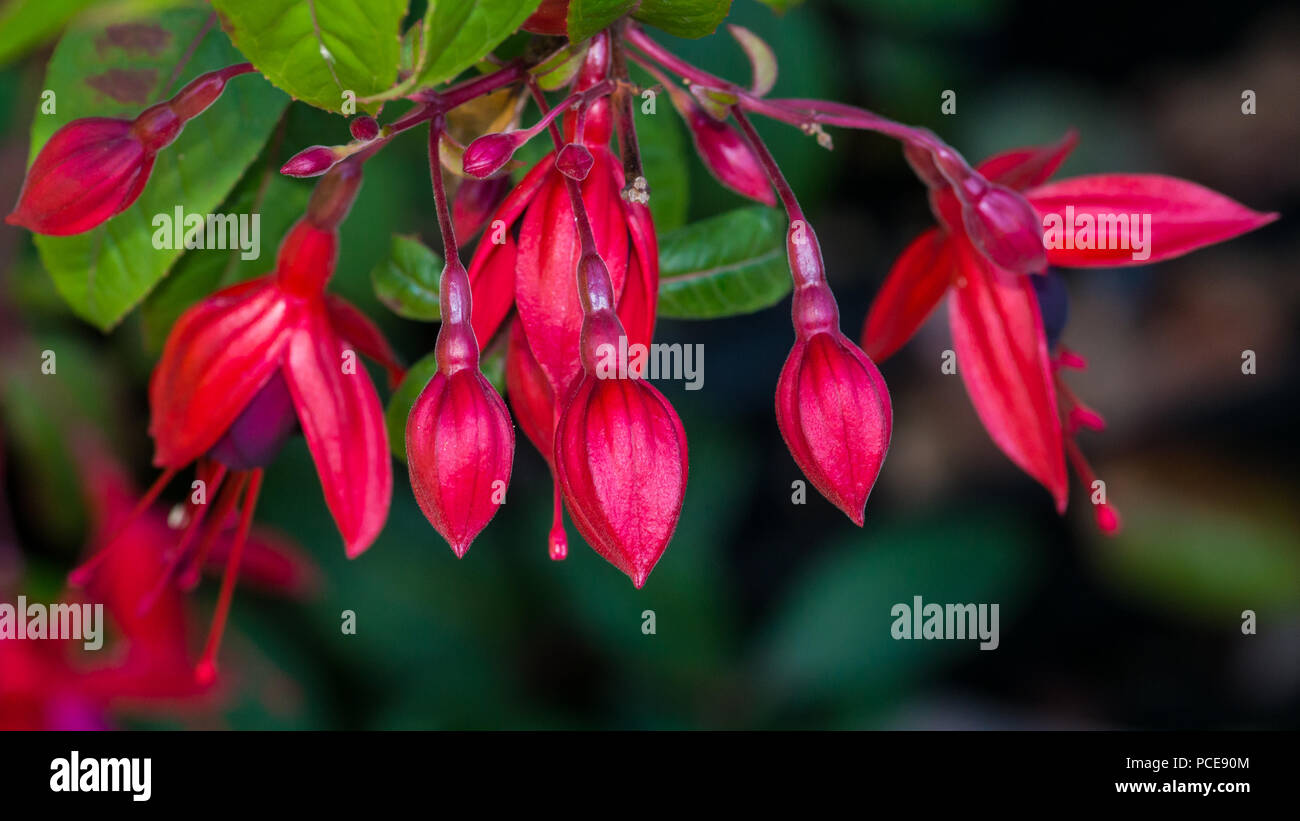 Buds fuchsia plant hi-res stock photography and images - Alamy