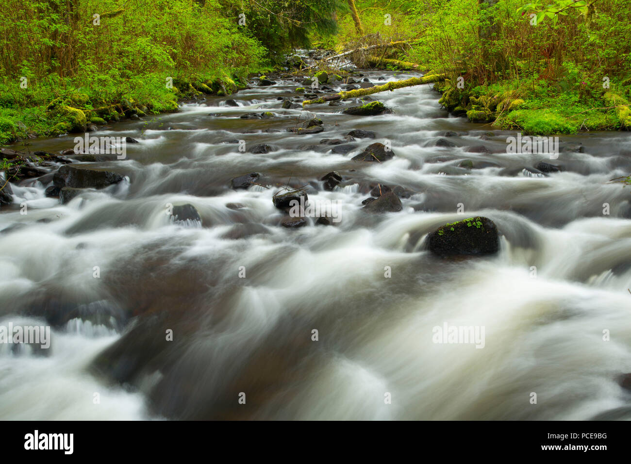 Gnat Creek along Gnat Creek Trail, Clatsop State Forest, Oregon Stock ...
