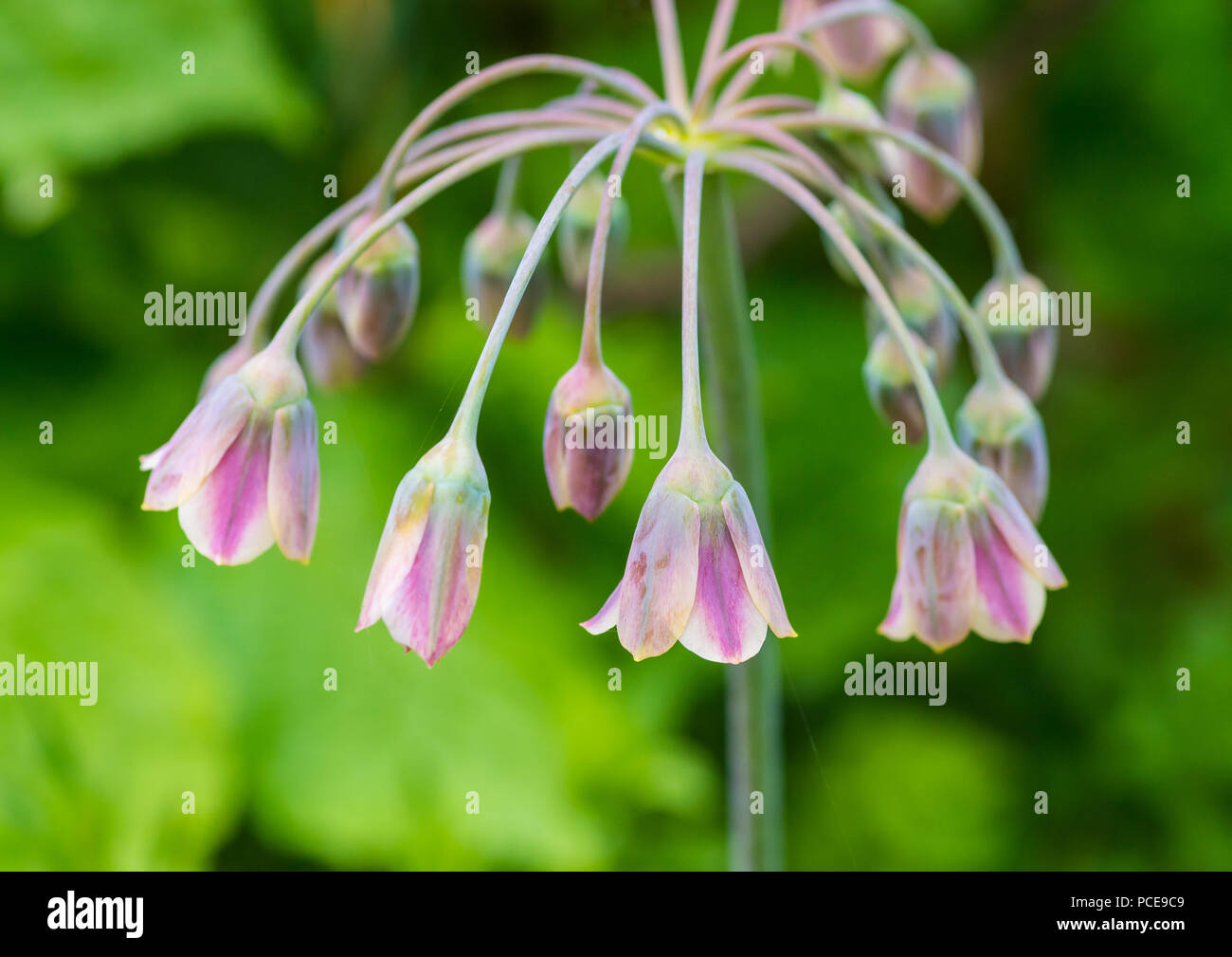 Sicilian honey garlic hi-res stock photography and images - Alamy