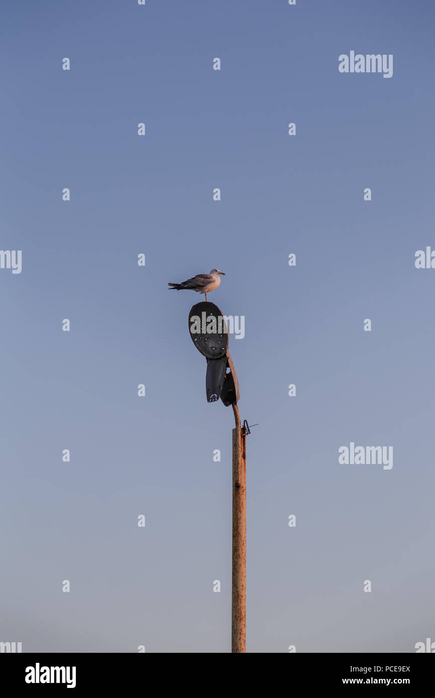 Seagull Standing on Pillar Lantern Sitting Blue Sky yacht masts Stock ...