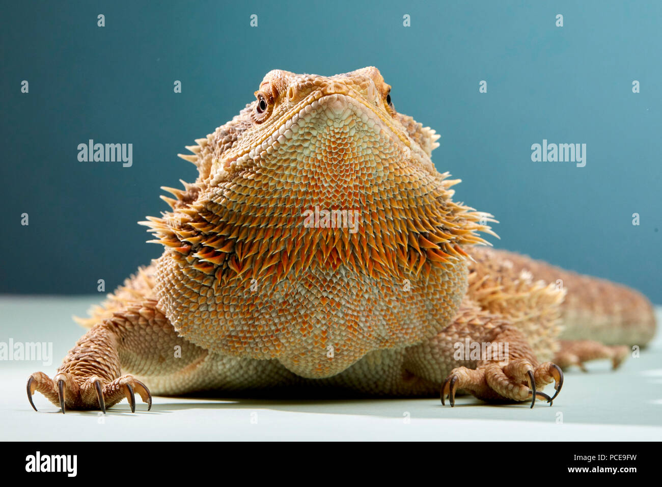 Studio portrait of Bearded Dragon (Pogona Stock Photo - Alamy