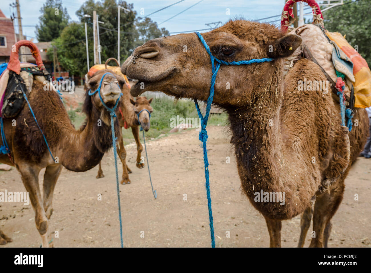 Camels outdoors hi-res stock photography and images - Alamy