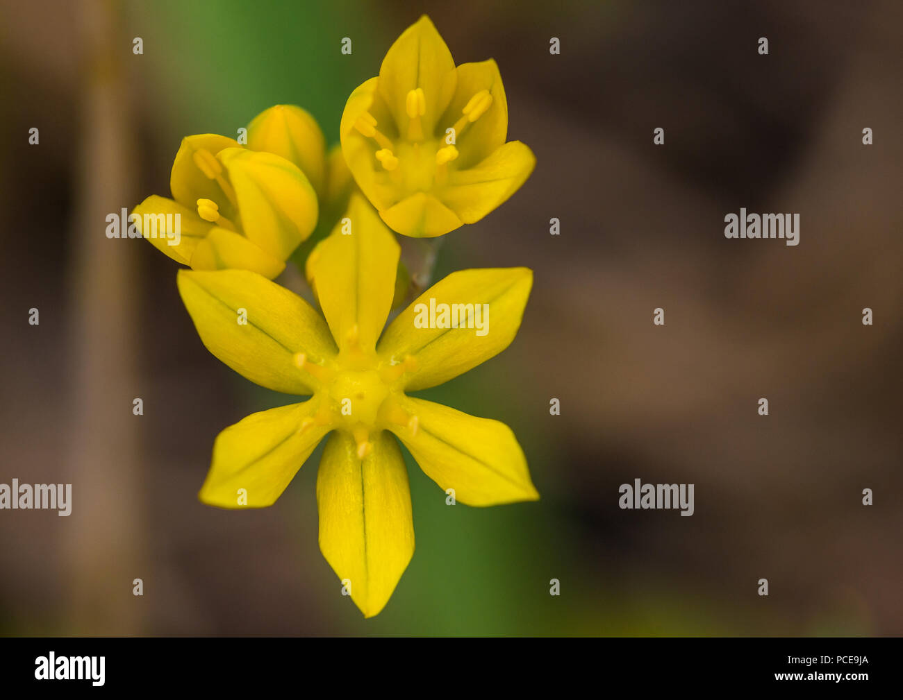 Allium moly golden garlic lily hi-res stock photography and images - Alamy