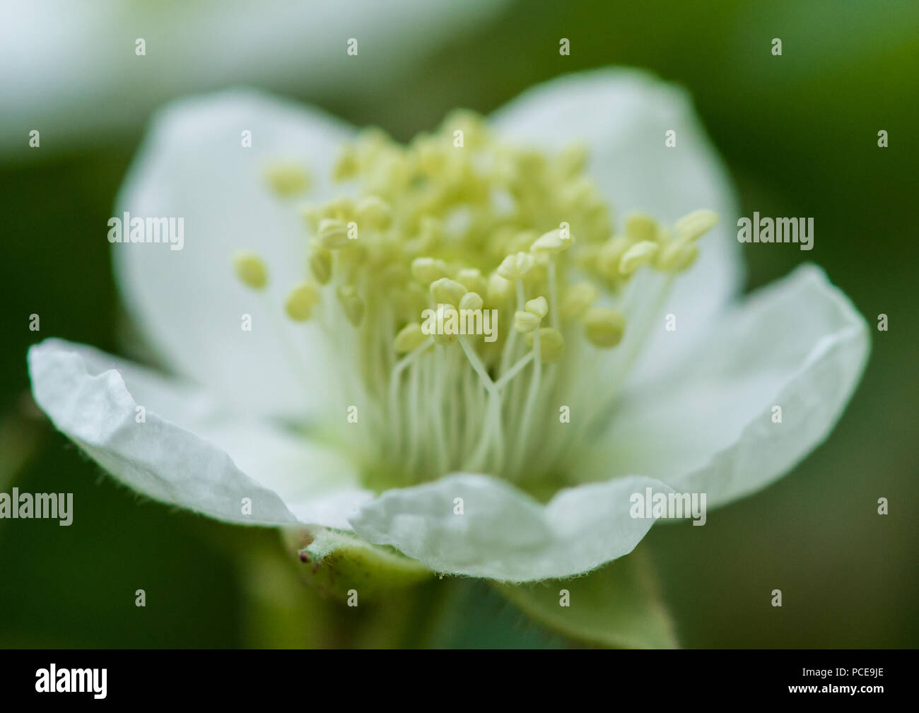 A macro shot of the white blooms of a bramble bush Stock Photo - Alamy