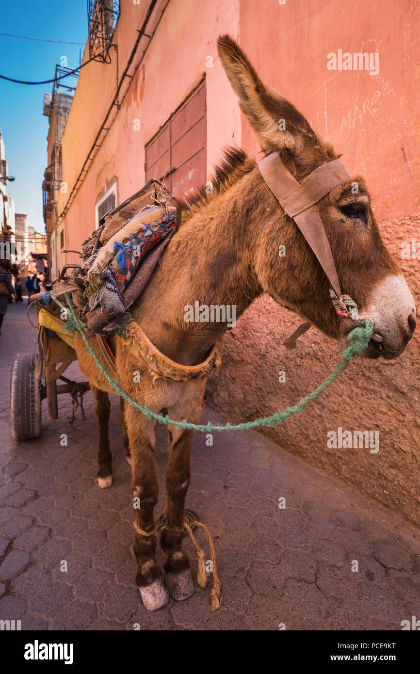a donkey carrying a cart in Marrakech Stock Photo - Alamy