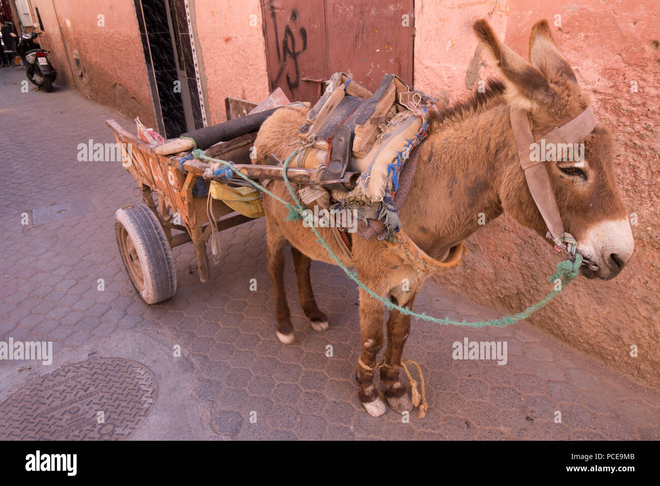 a donkey carrying a cart in Marrakech Stock Photo - Alamy