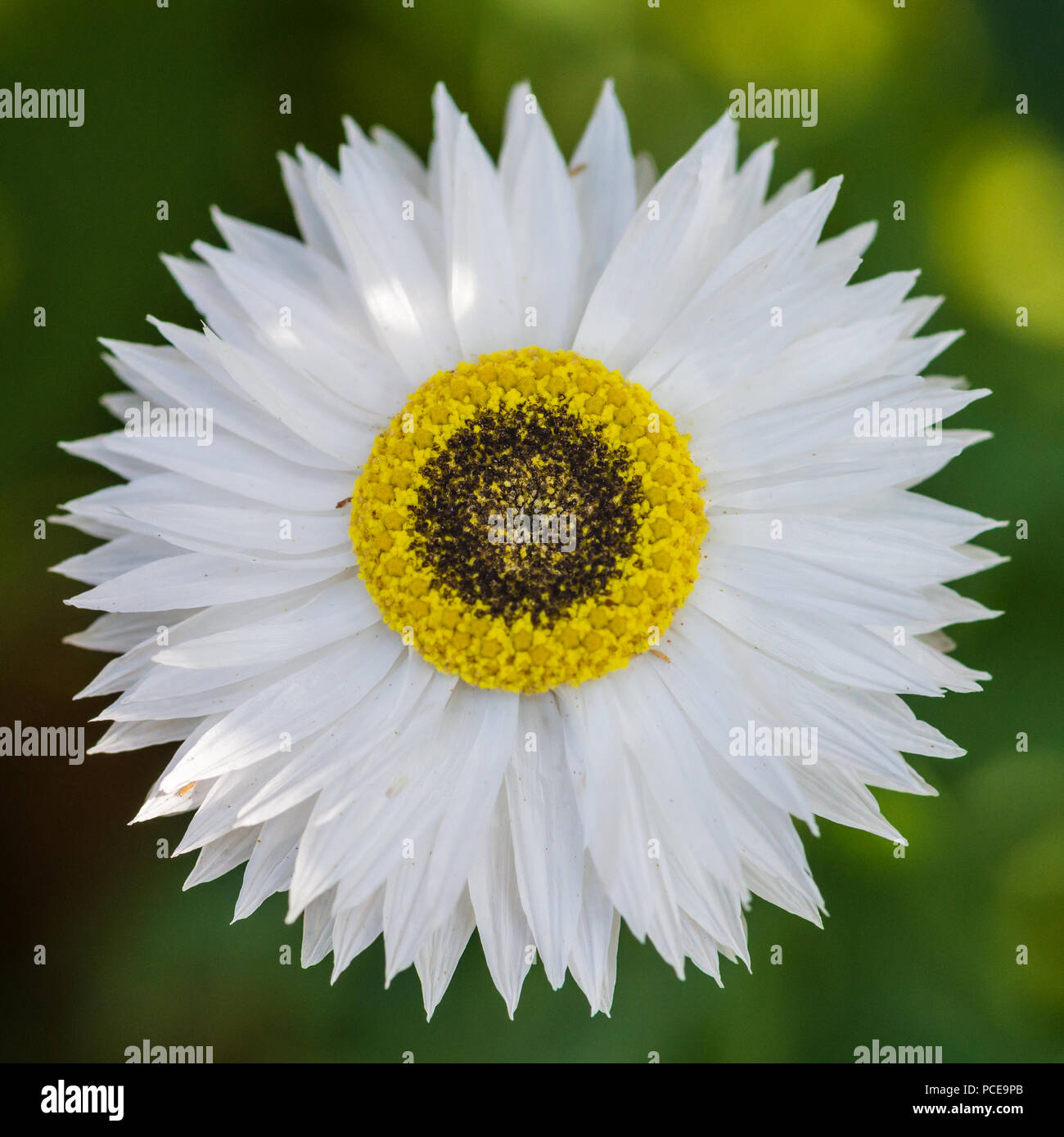 A macro shot of a white everlasting daisy bloom Stock Photo - Alamy
