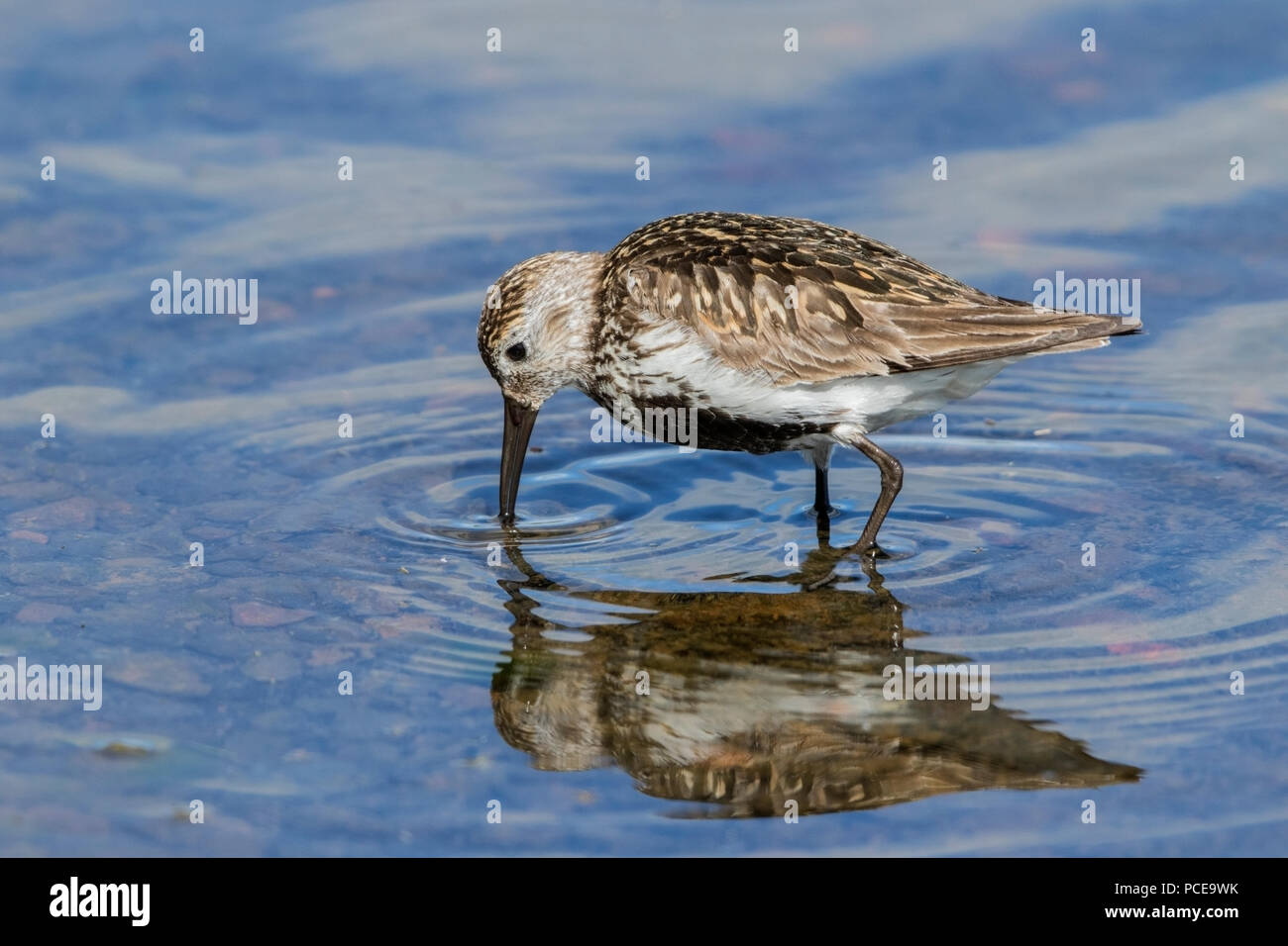 Dunlins migration hi-res stock photography and images - Alamy