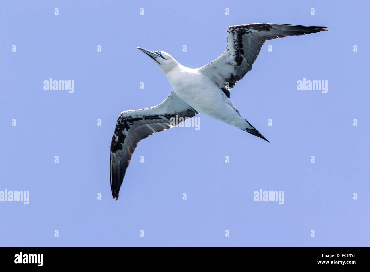 northern gannet Morus bassanus young bird in flight over the ocean ...
