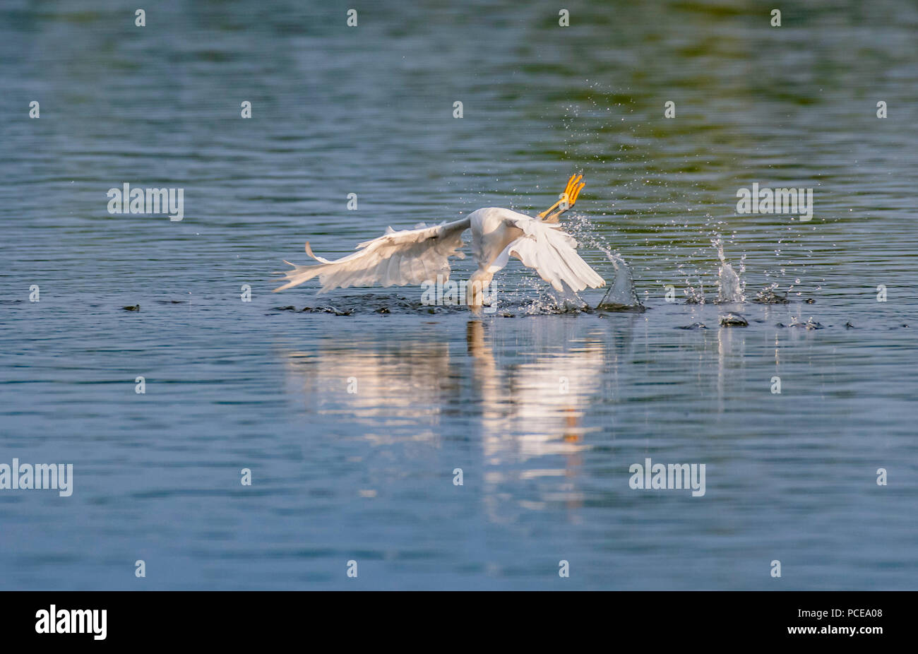 Snatches prey hi-res stock photography and images - Alamy