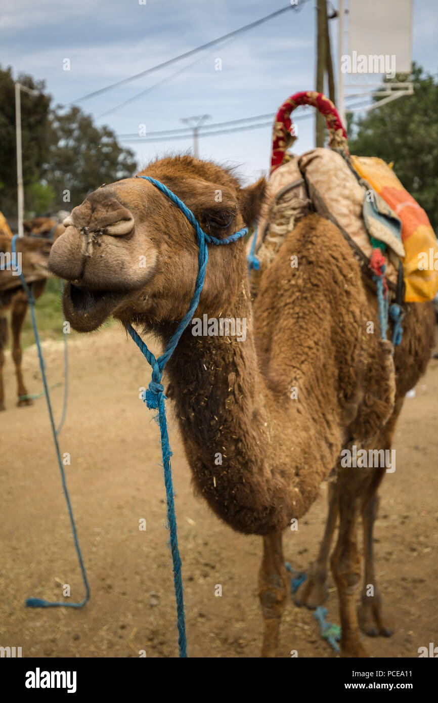 Camel marrakech morocco hi-res stock photography and images - Alamy