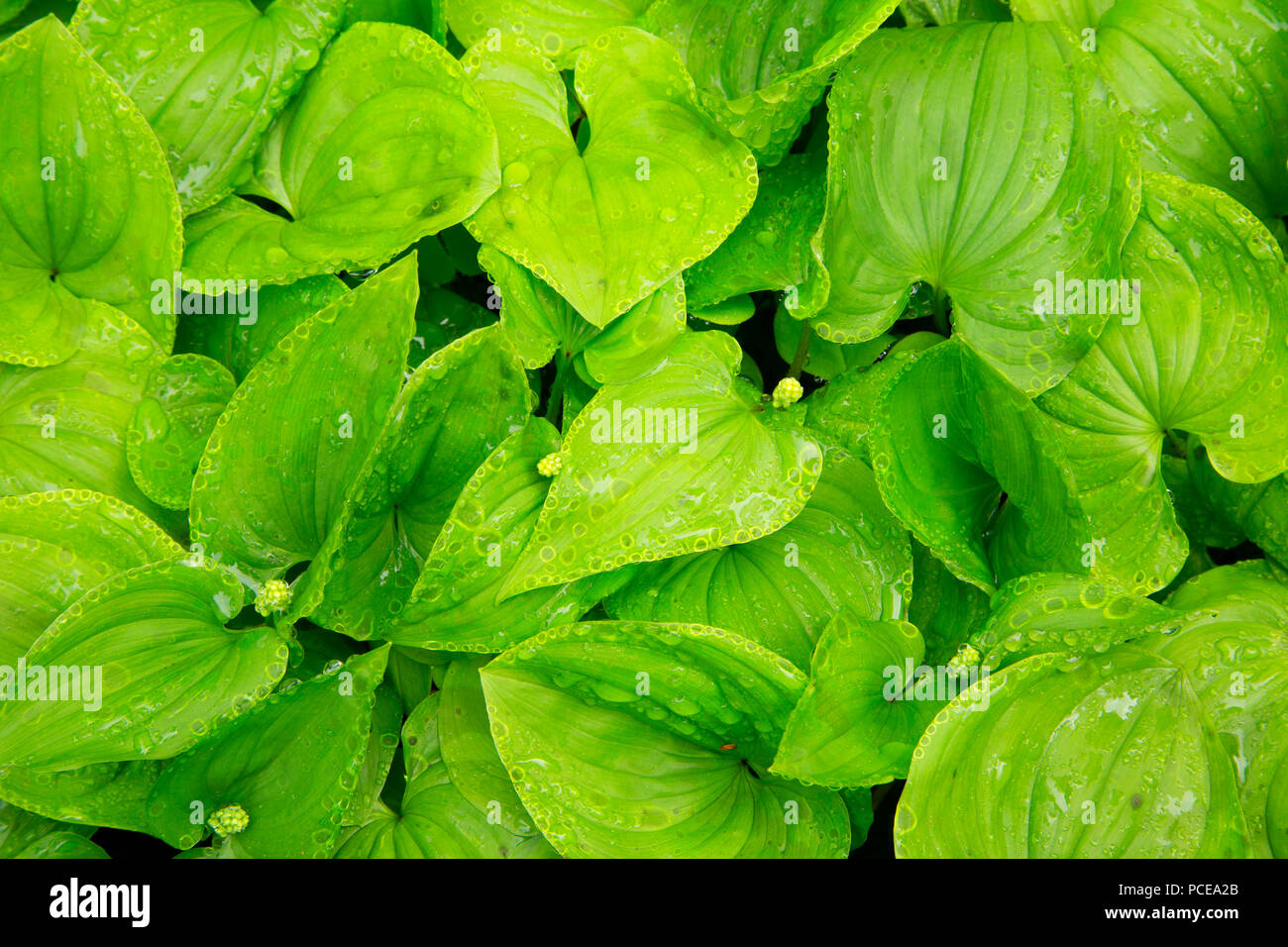 Wild lily of the Valley (Maianthemum canadensis) along Gnat Creek Trail ...