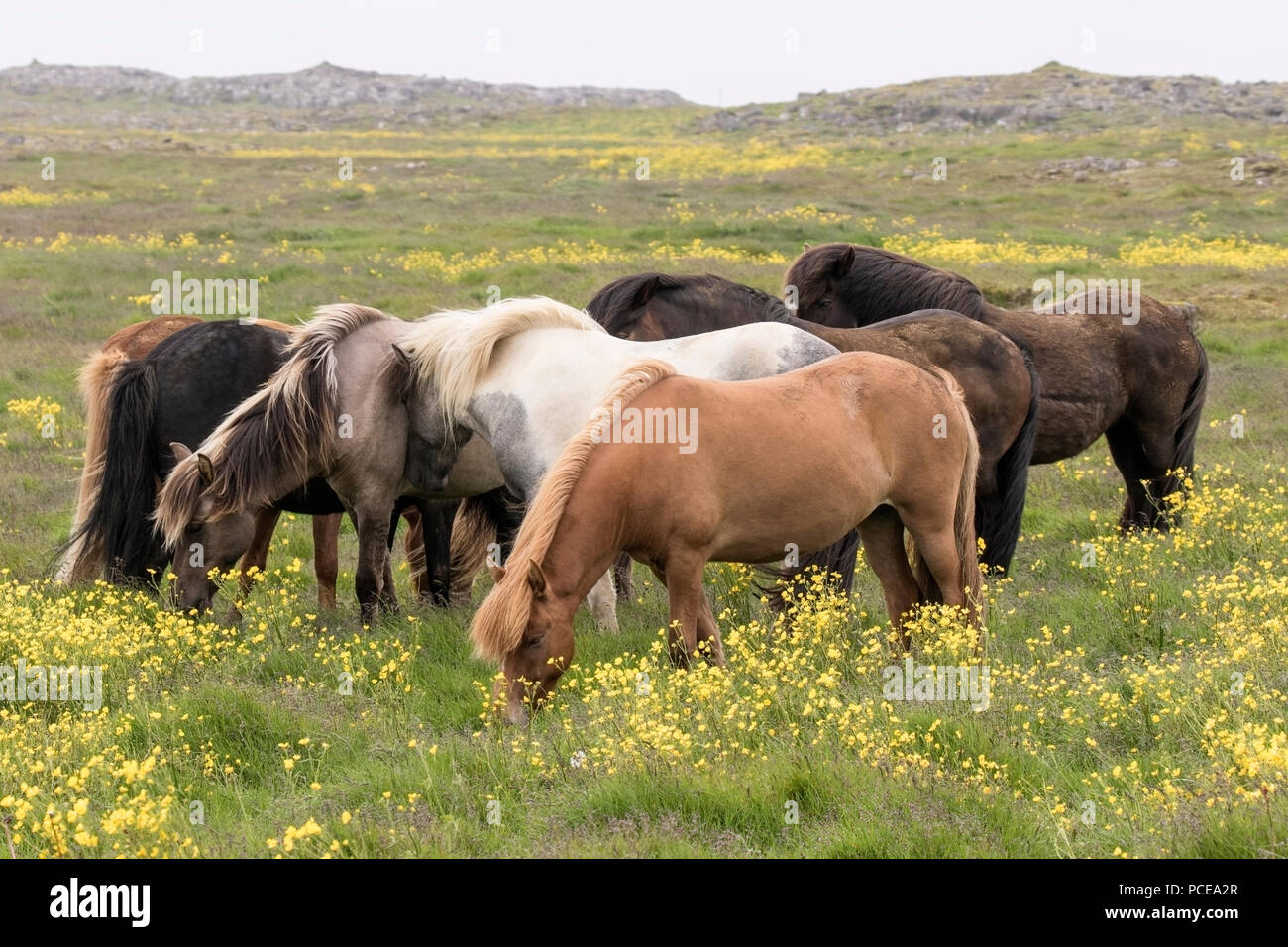Stables iceland hi-res stock photography and images - Alamy
