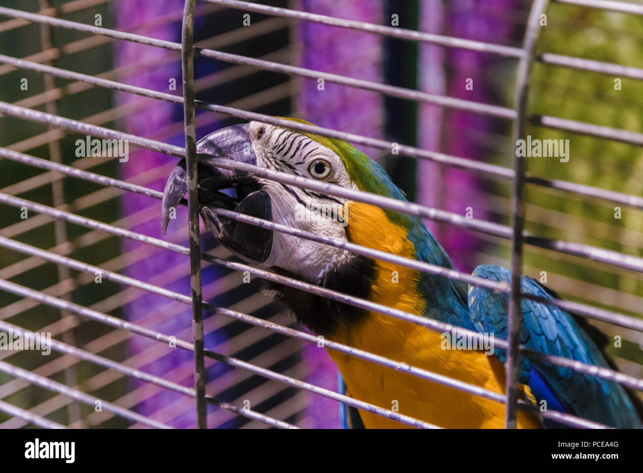 Big colorful parrot in the white cage Stock Photo - Alamy