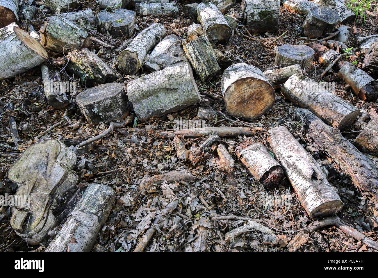 Cutted tree in forest hi-res stock photography and images - Alamy