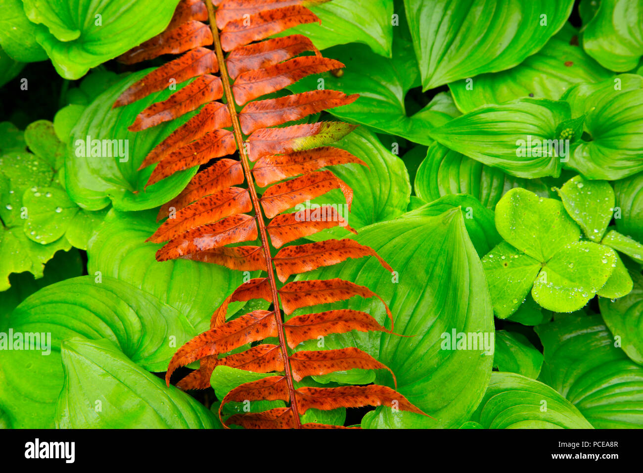 Western sword fern (Polystichum munitum) with Wild lily of the Valley ...