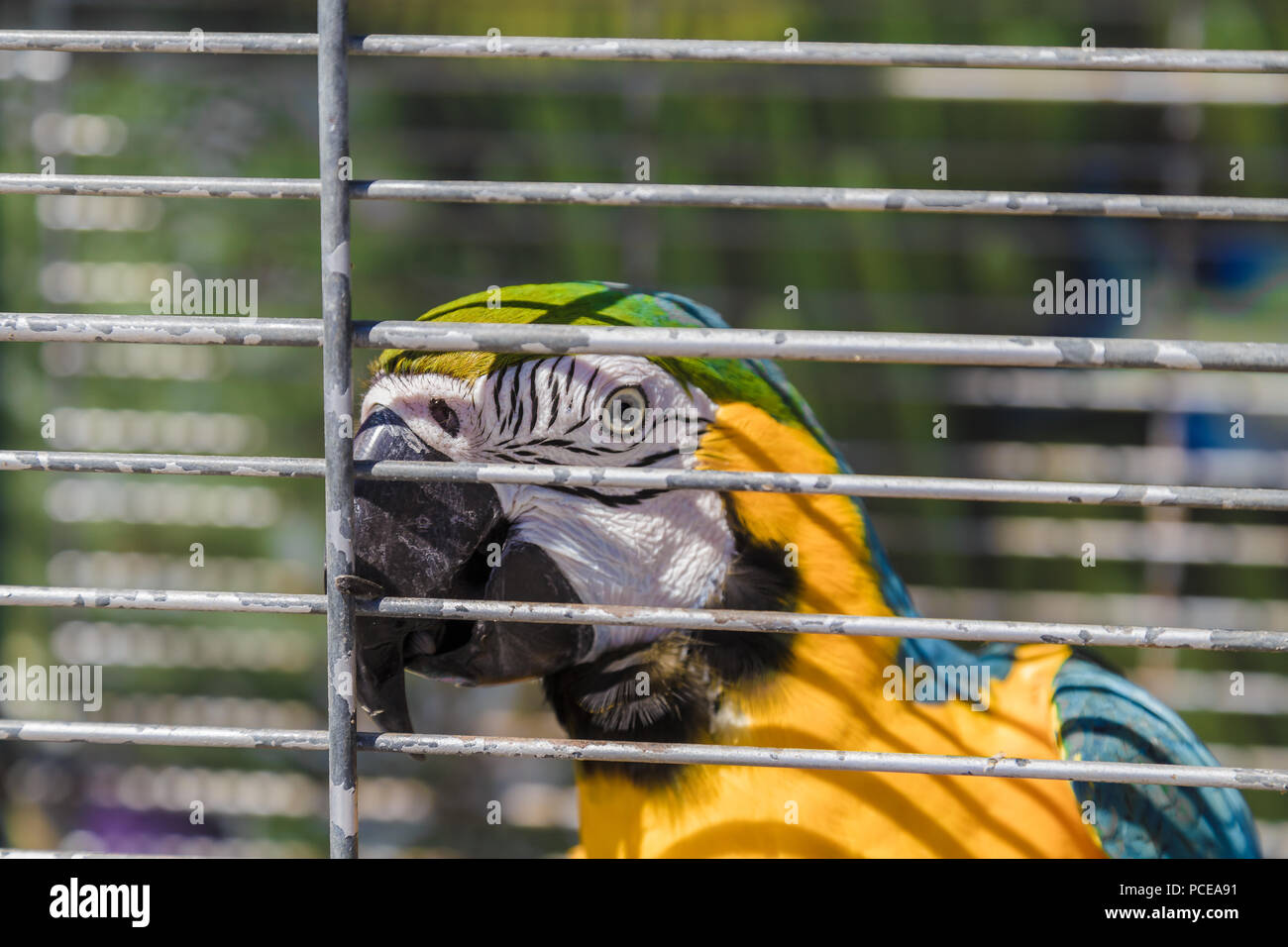 Big colorful parrot in the white cage Stock Photo - Alamy