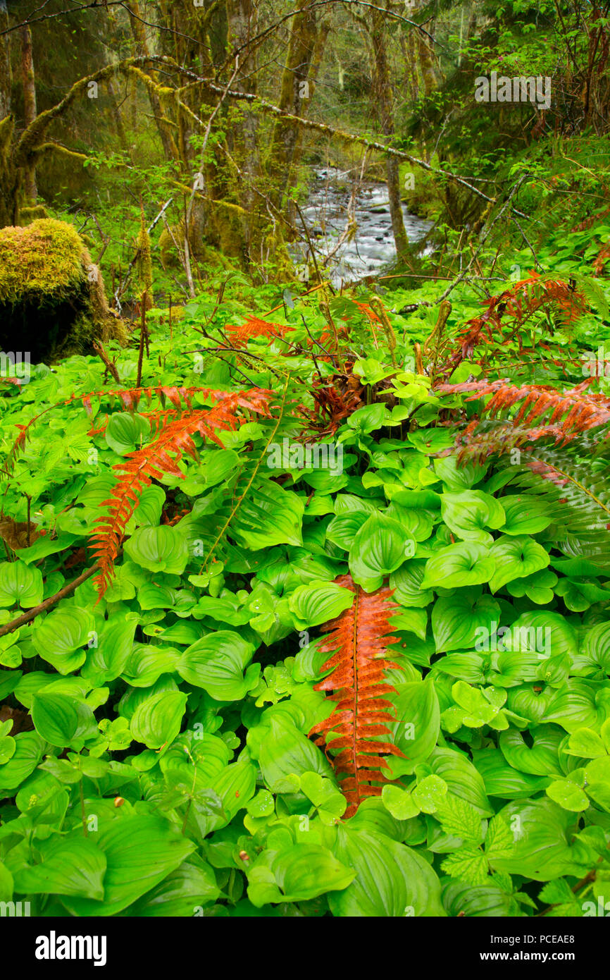 Western sword fern (Polystichum munitum) with Wild lily of the Valley ...