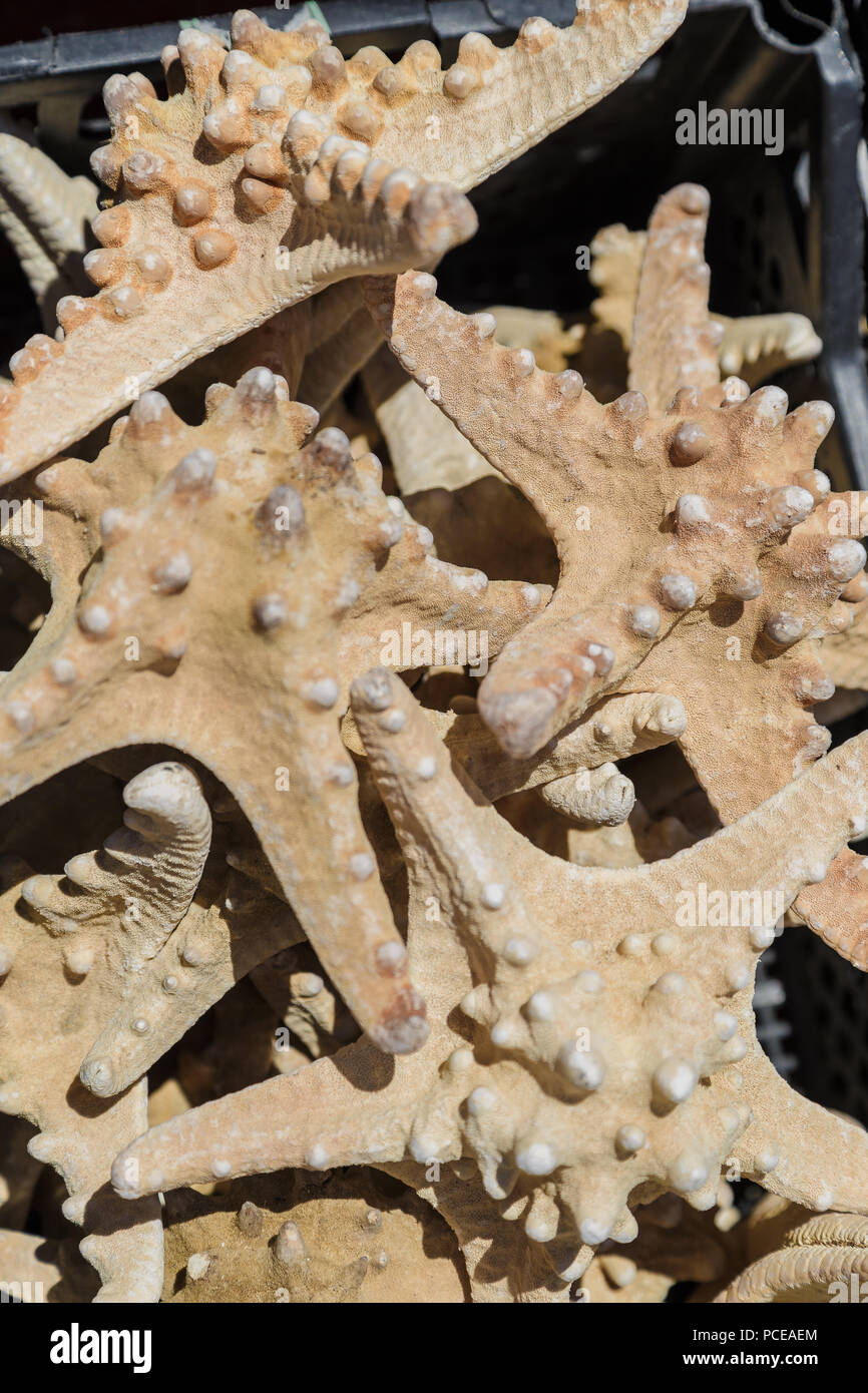 Starfishes on beach in hi-res stock photography and images - Alamy