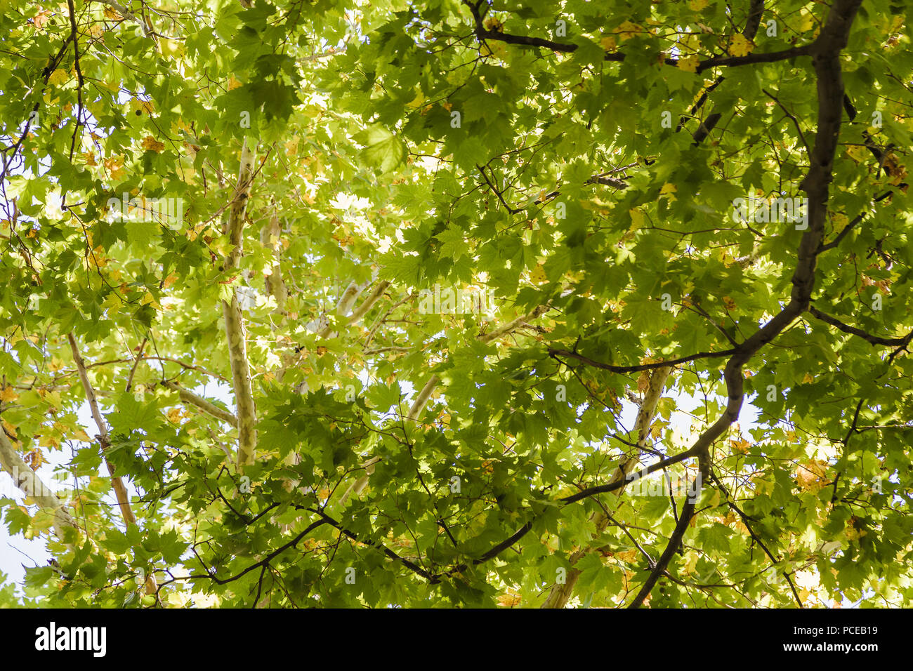 Crown of green tree against the sky Stock Photo - Alamy