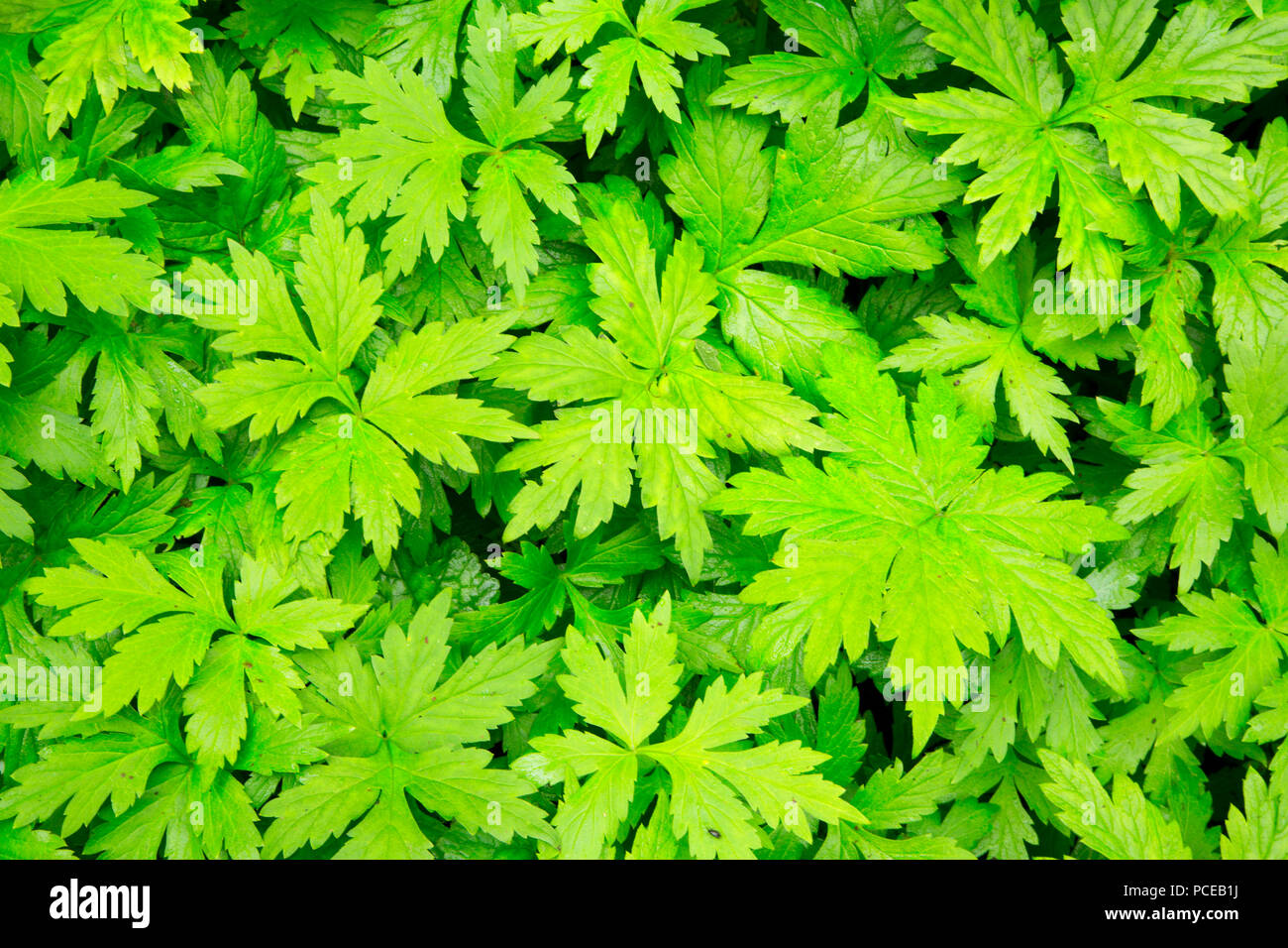 Waterleaf along Munson Creek Falls Trail, Munson Creek Falls State Park ...