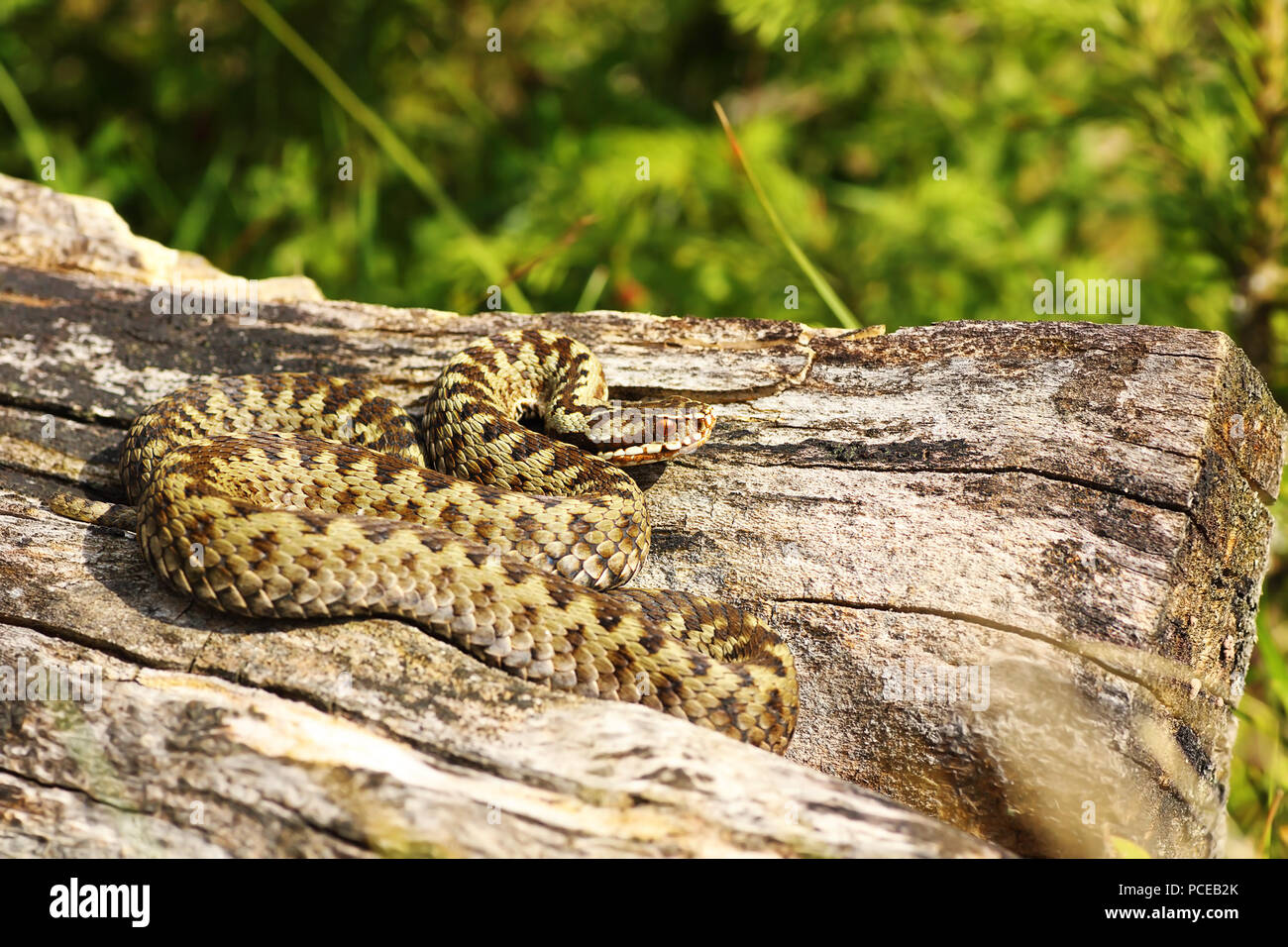 Adder in nature hi-res stock photography and images - Alamy