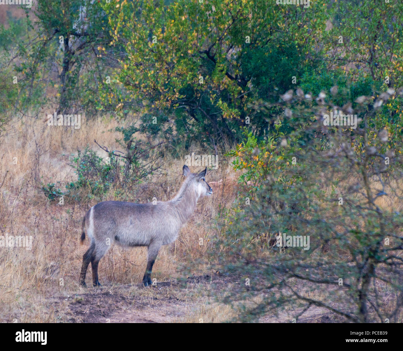 Cape bush buck hi-res stock photography and images - Alamy