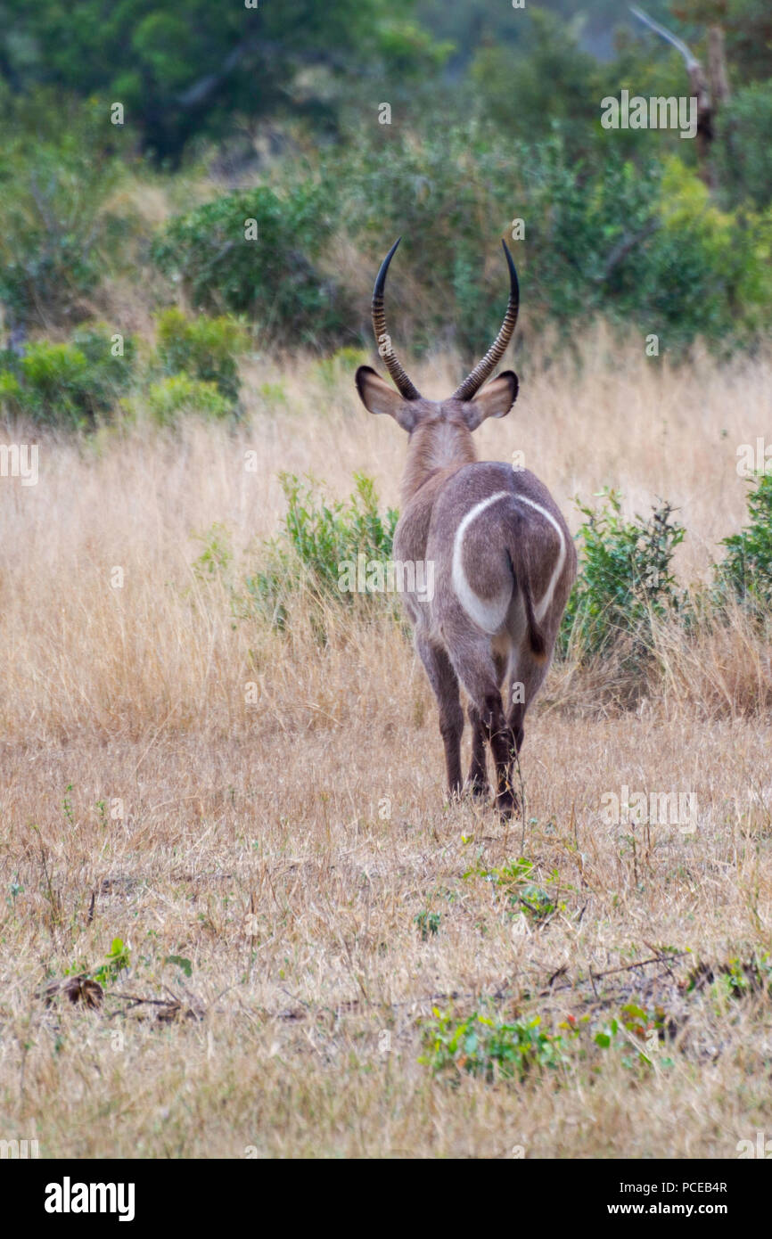 Cape bush buck hi-res stock photography and images - Alamy