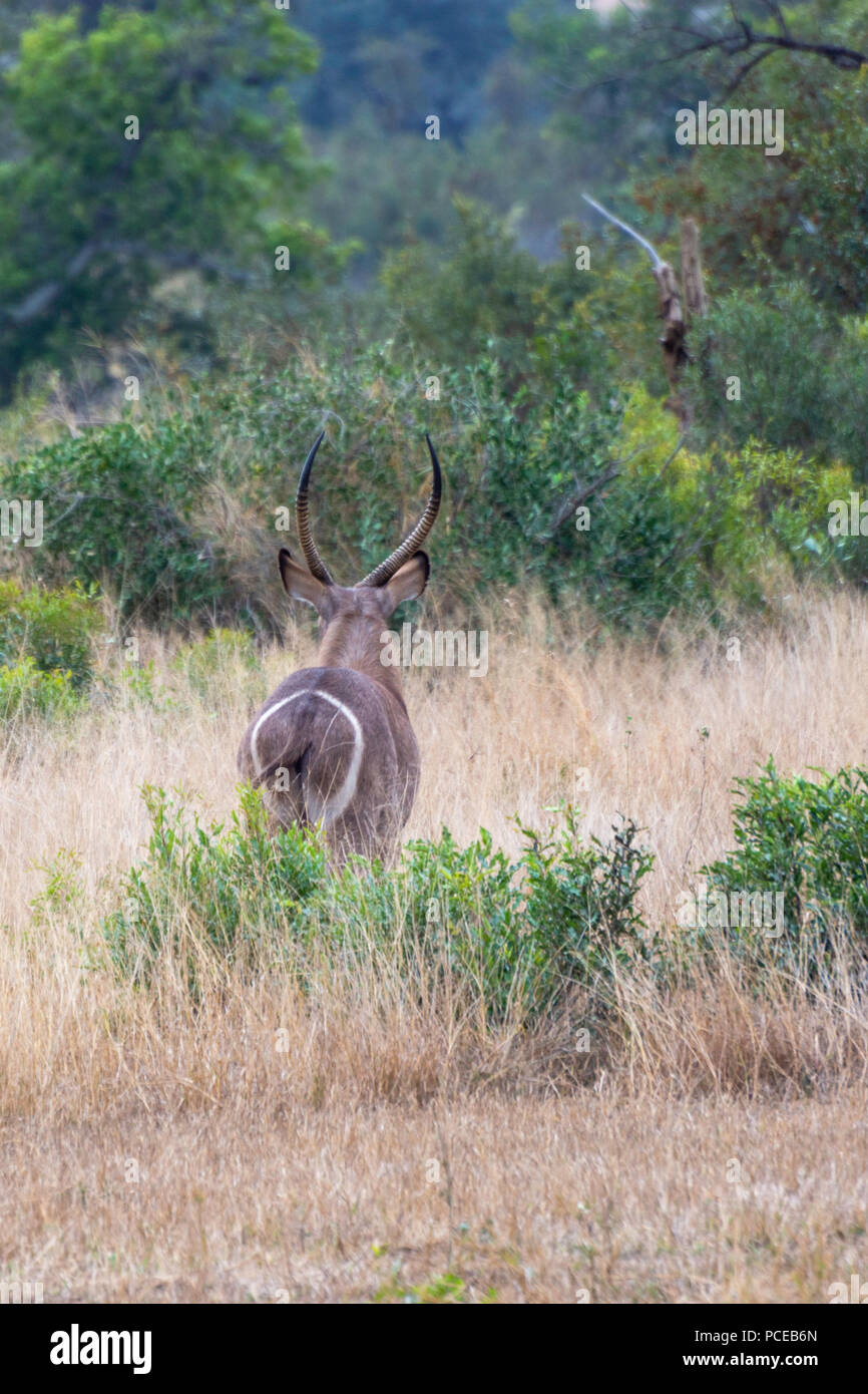Cape bush buck hi-res stock photography and images - Alamy