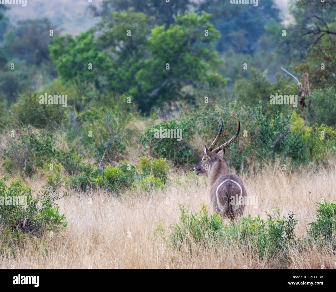 Bush buck hi-res stock photography and images - Alamy