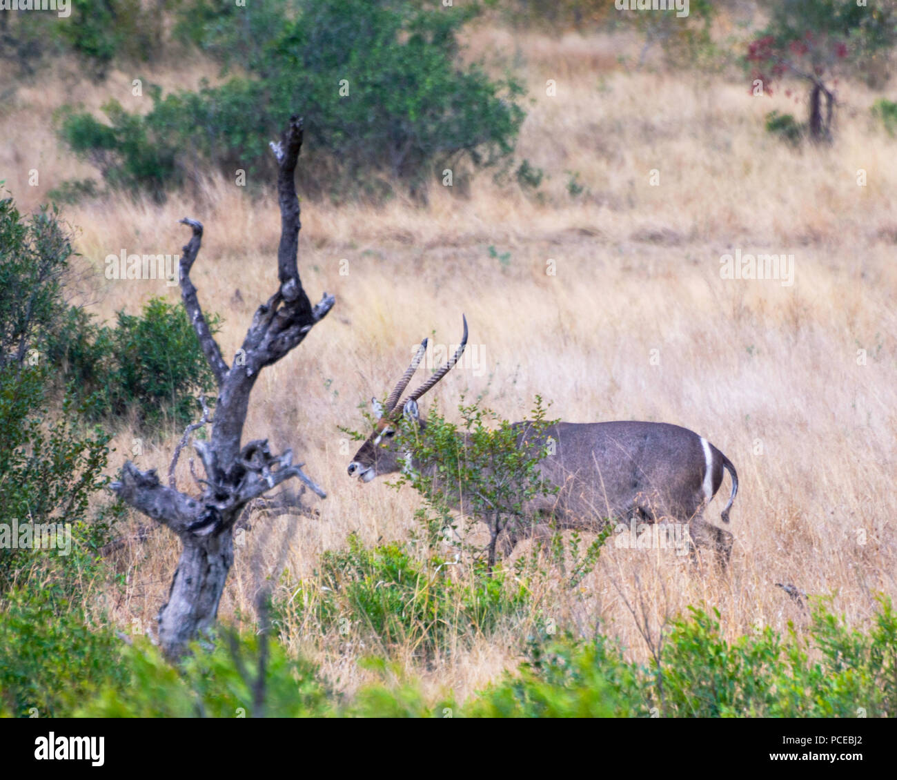 Bushbuck at night hi-res stock photography and images - Alamy