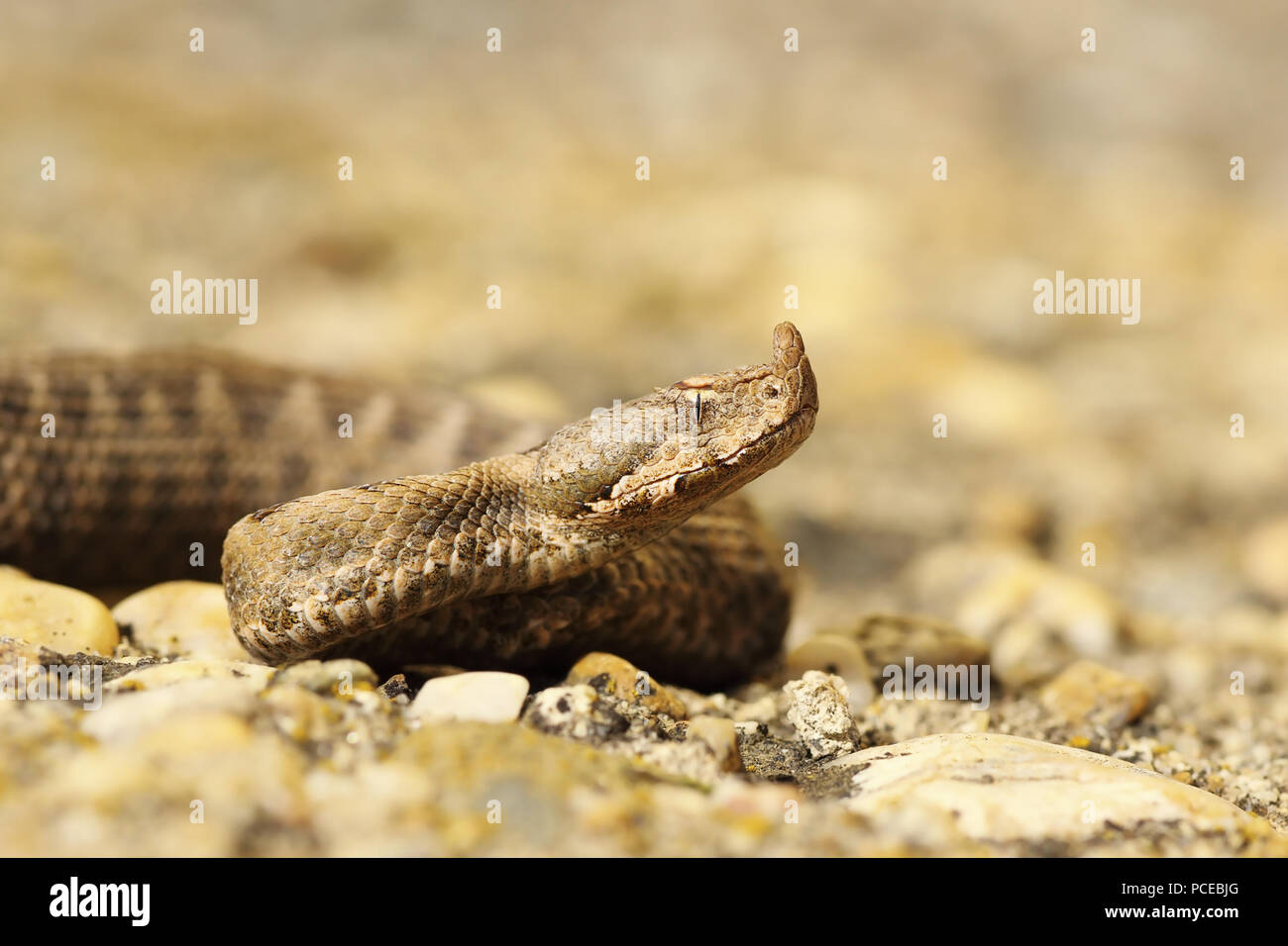 Juvenile adder hi-res stock photography and images - Alamy