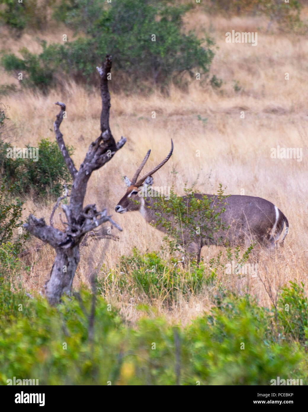 Bushbuck at night hi-res stock photography and images - Alamy
