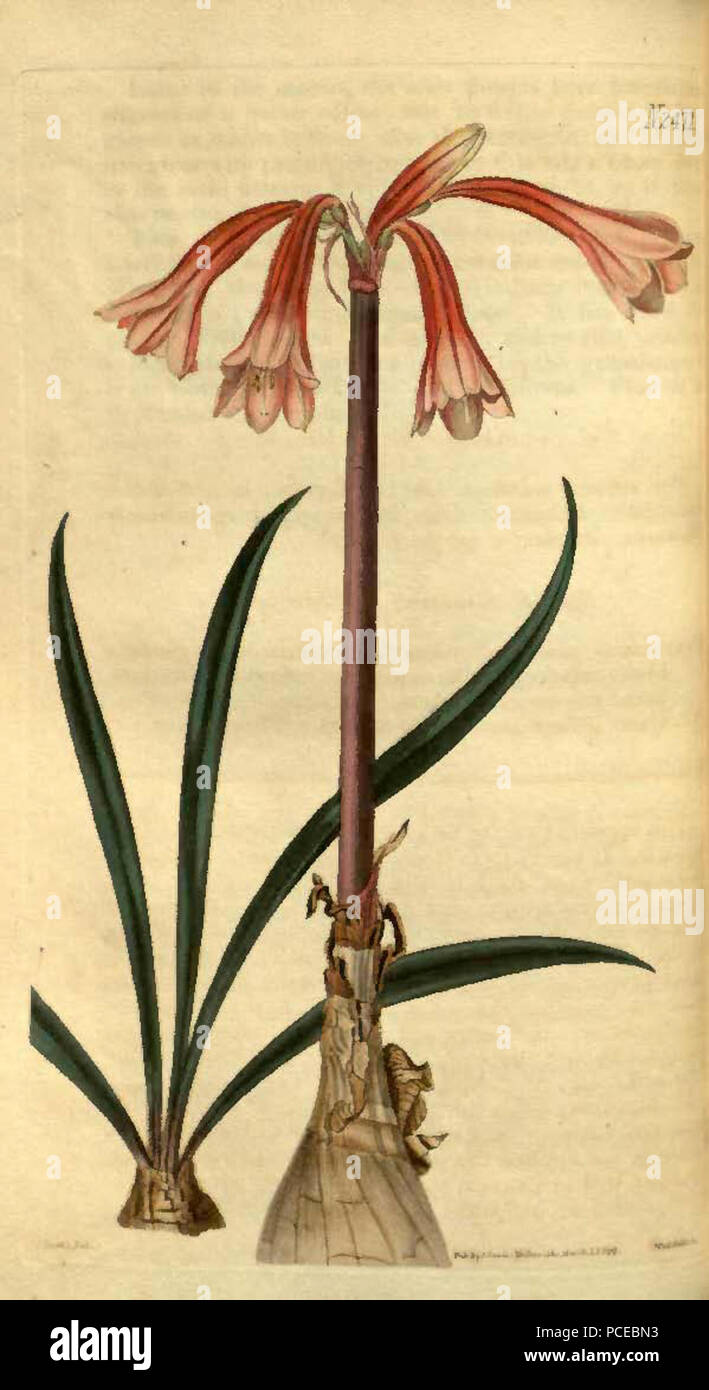 Cyrtanthus ventricosus hi-res stock photography and images - Alamy