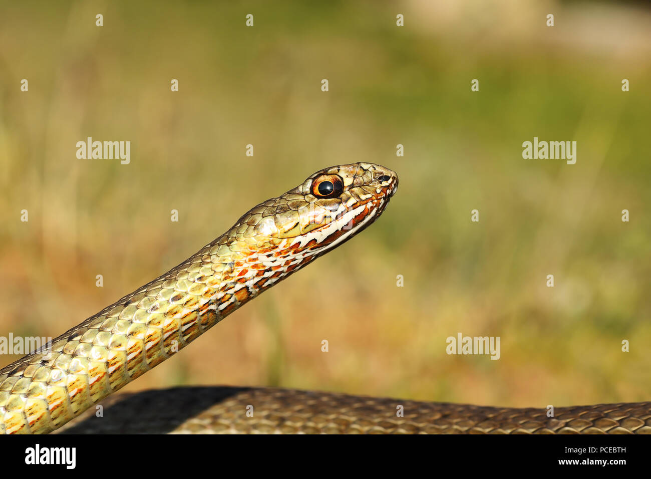 Eastern montpellier snake malpolon insignitus hi-res stock photography ...