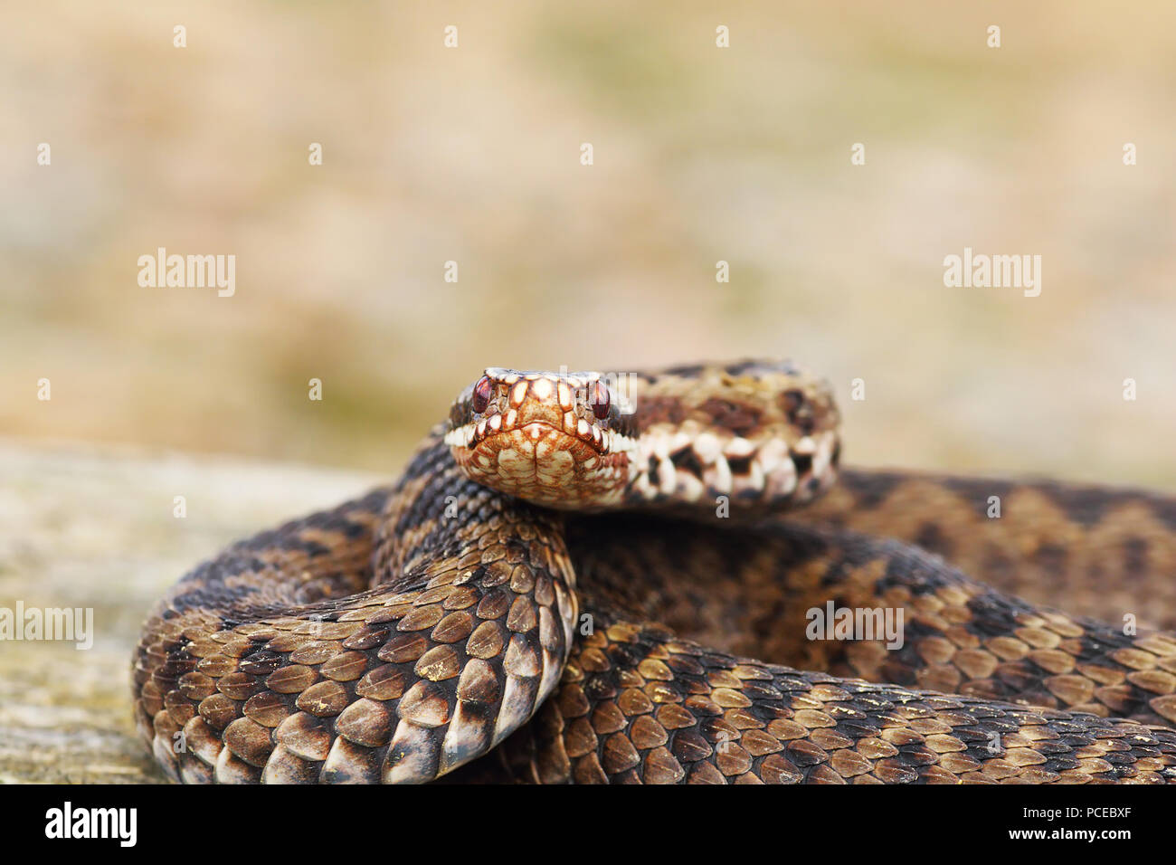 Female adder vipera berus close hi-res stock photography and images - Alamy