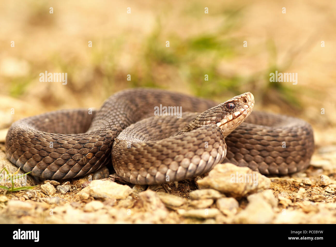 female Vipera berus on ground, full length of european common adder ...