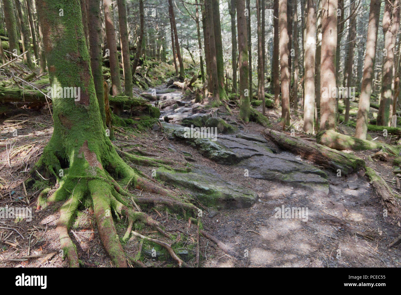 Elevation ecosystem hi-res stock photography and images - Alamy