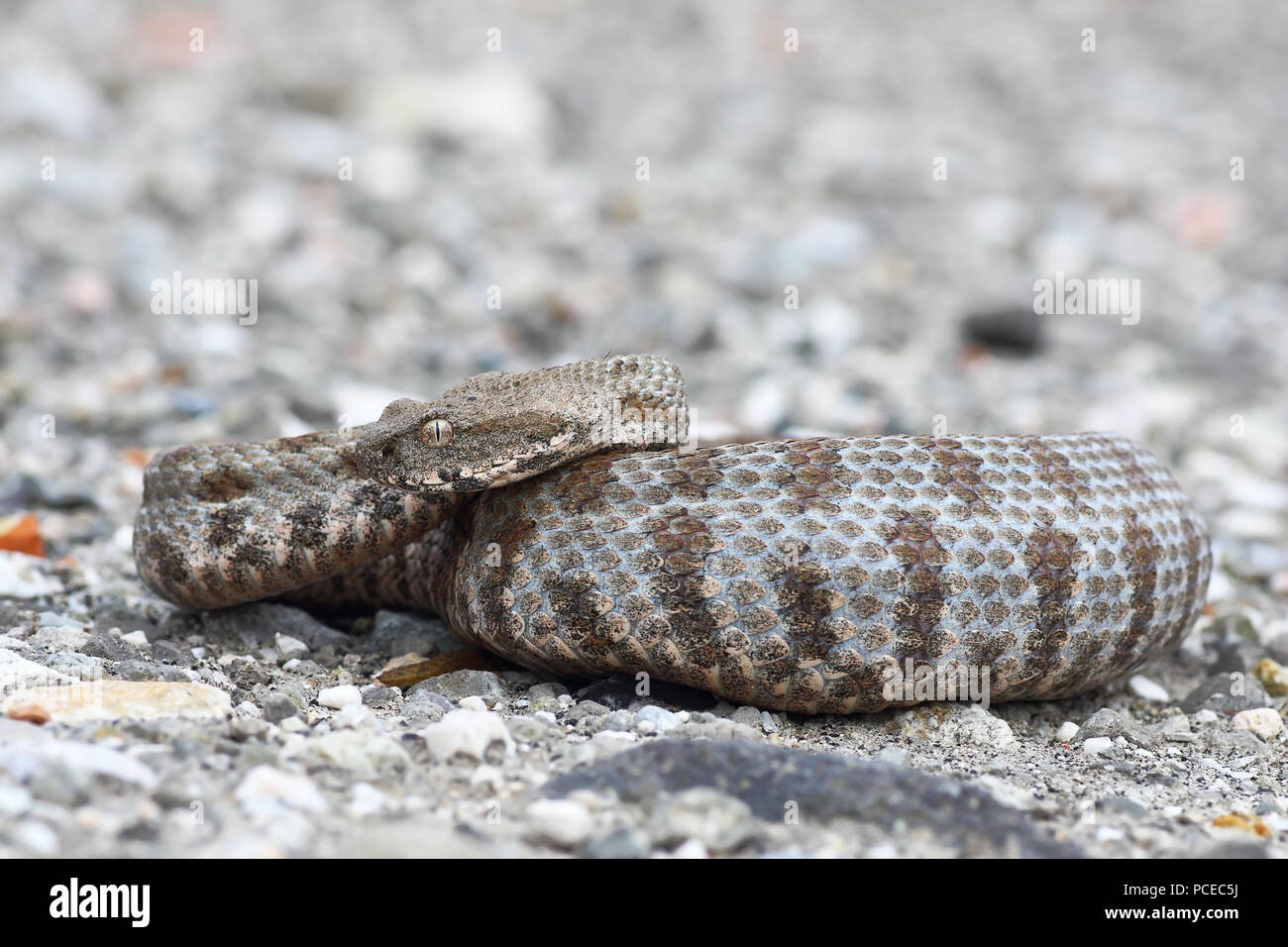 full length blunt nosed viper on ground ( Vipera lebetina schweizeri ...