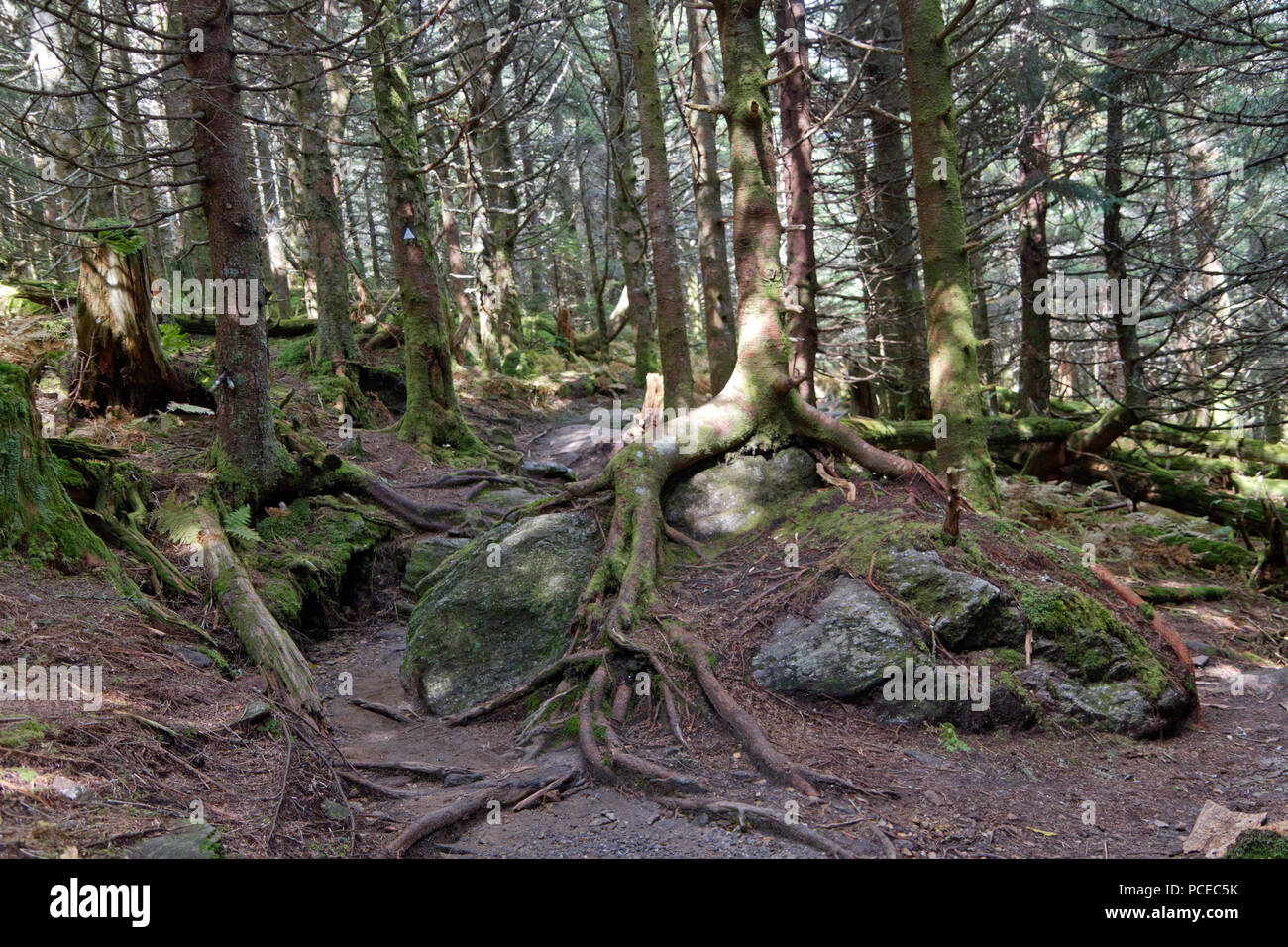 High elevation ecosystem hi-res stock photography and images - Alamy