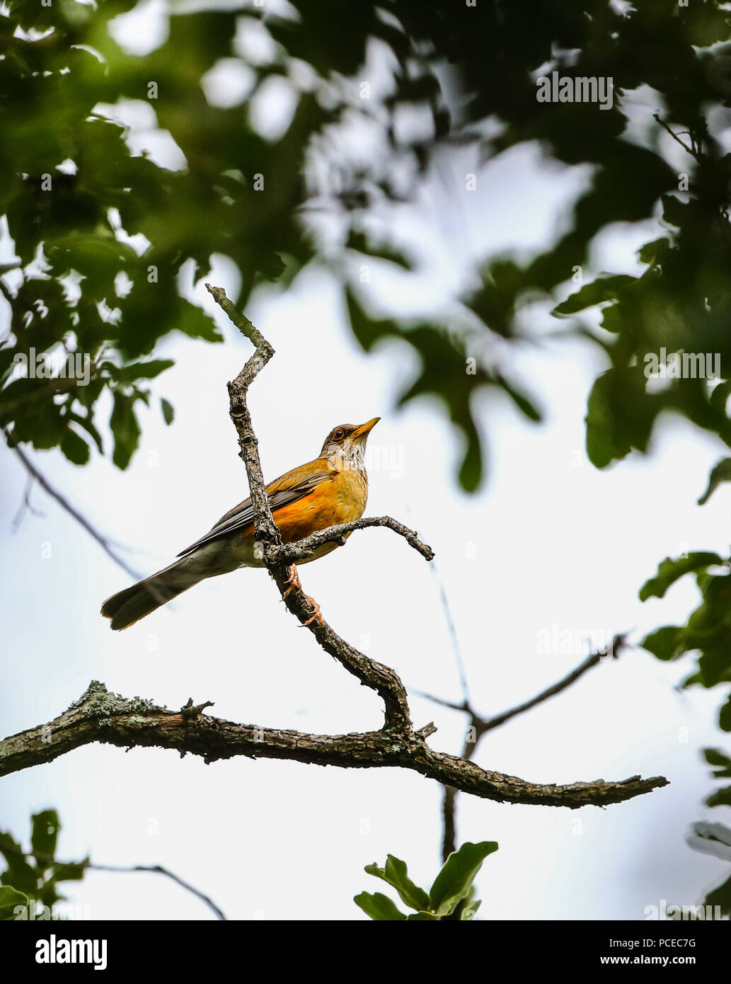 Es un nombre comun hi-res stock photography and images - Alamy