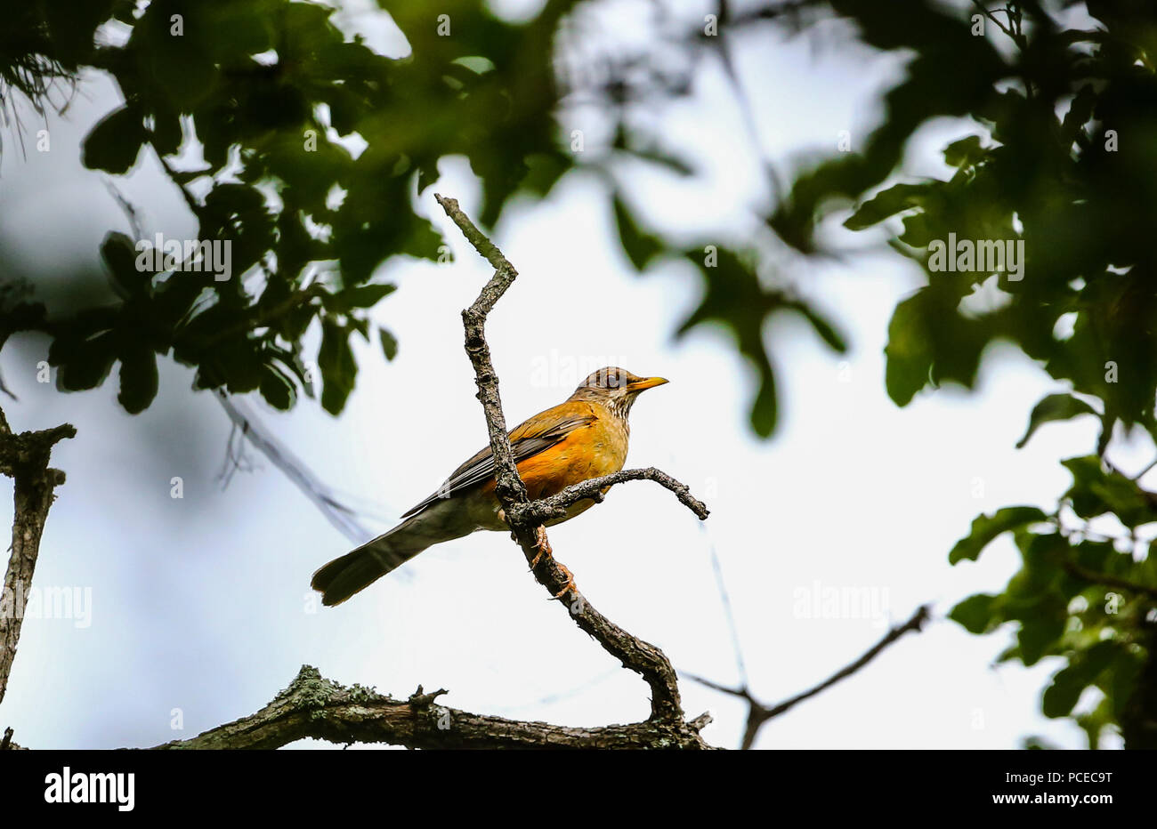 Ave mexicana hi-res stock photography and images - Alamy